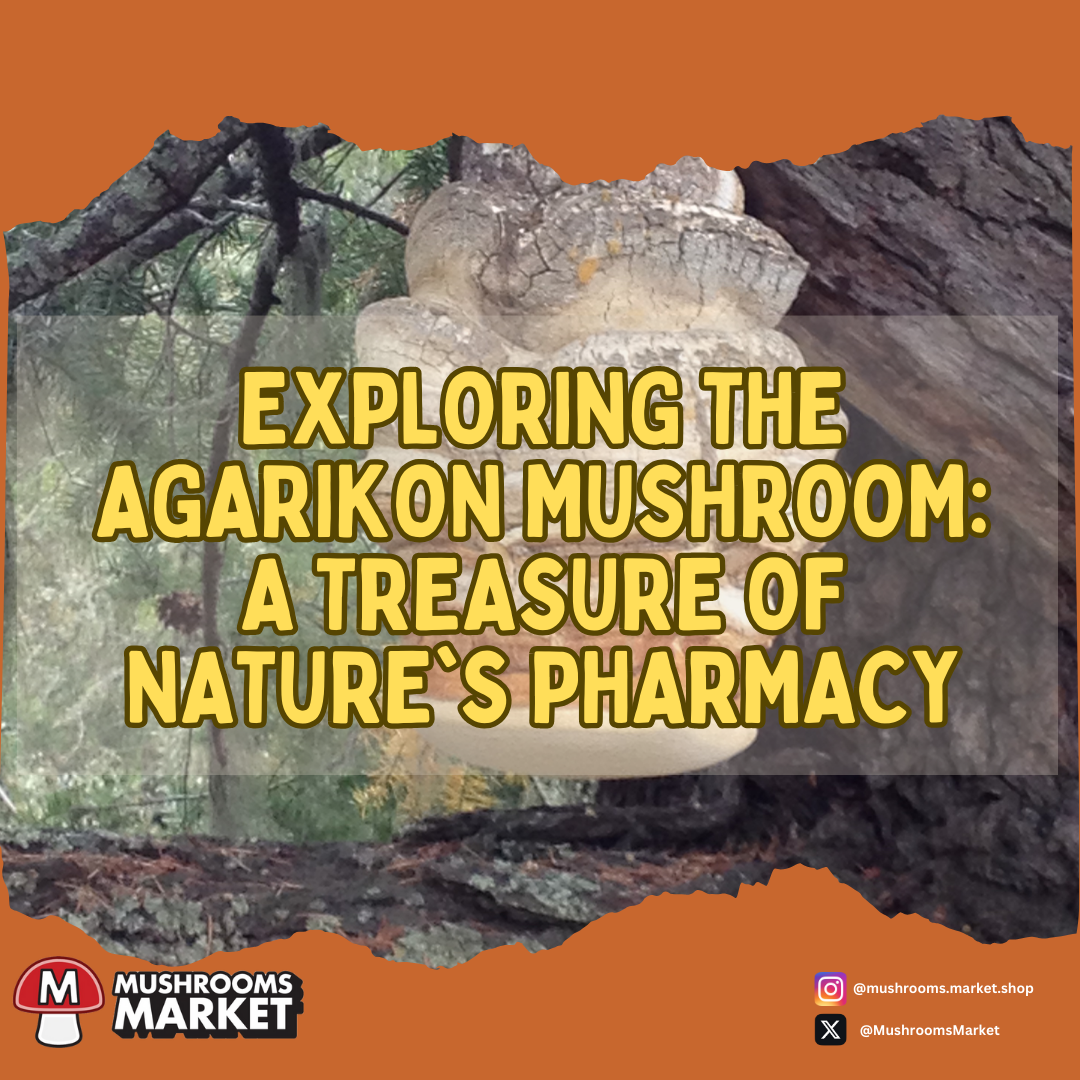 Agarikon Mushroom Benefits: Ancient Healing Power & Modern Use