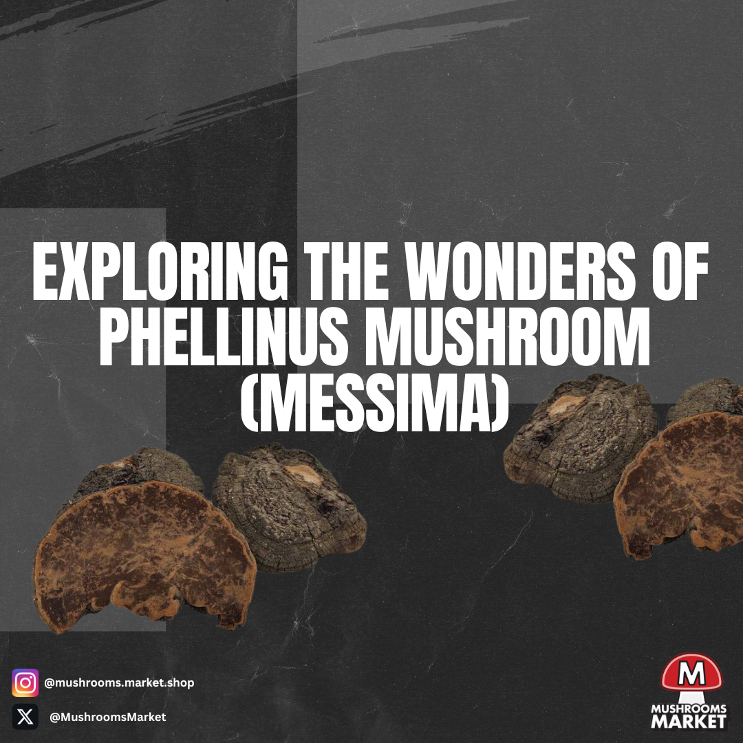 Phellinus Mushroom (Messima): Benefits, Uses & Health Properties