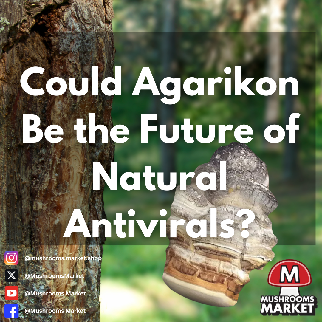 Could Agarikon Be the Future of Natural Antivirals? - Mushrooms Market